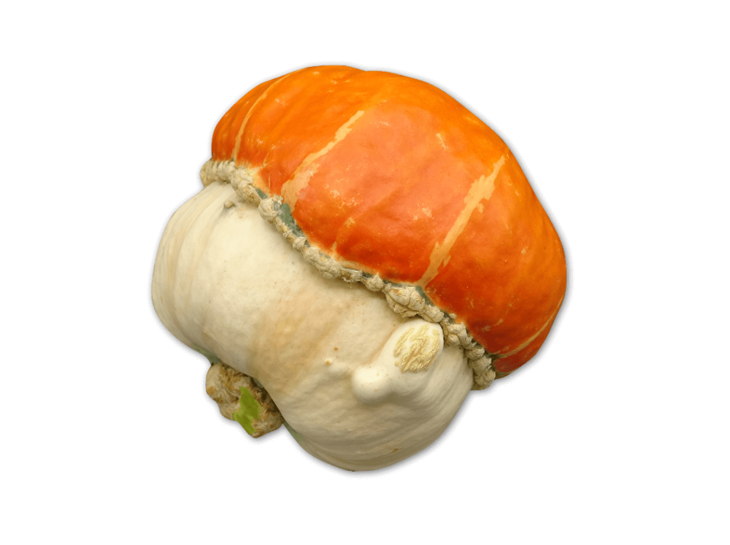 Organic Mixed Squash – Bedlam Farms